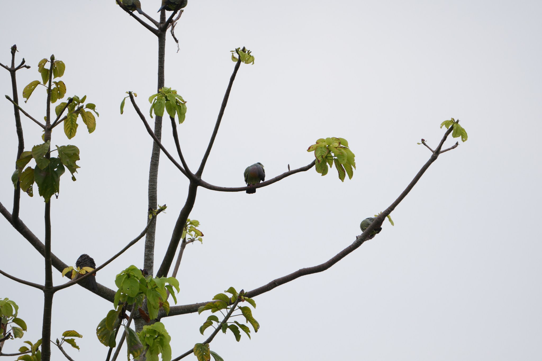 the big year 2026 #02: Singapore Botanic Gardens – Feathers